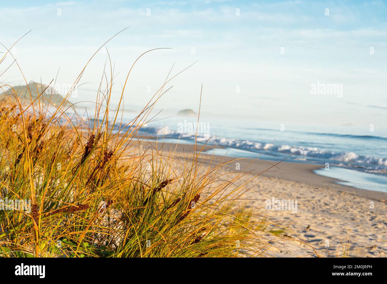 Golden sand sedge dune vegetation and long beach view Papamoa Tauranga ...