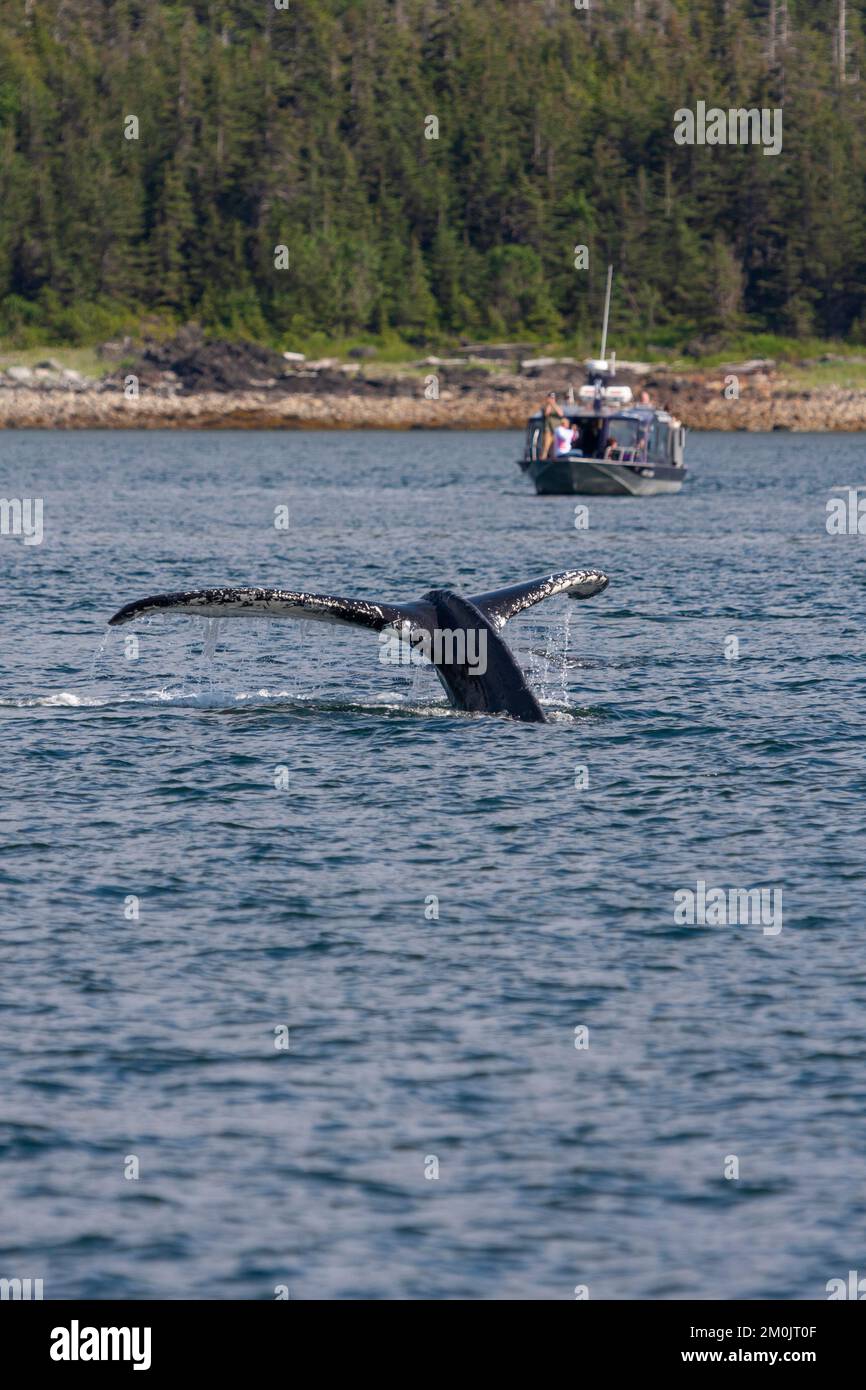 A group of tourists on a whale watching tour boat in Juneau, Alaska ...