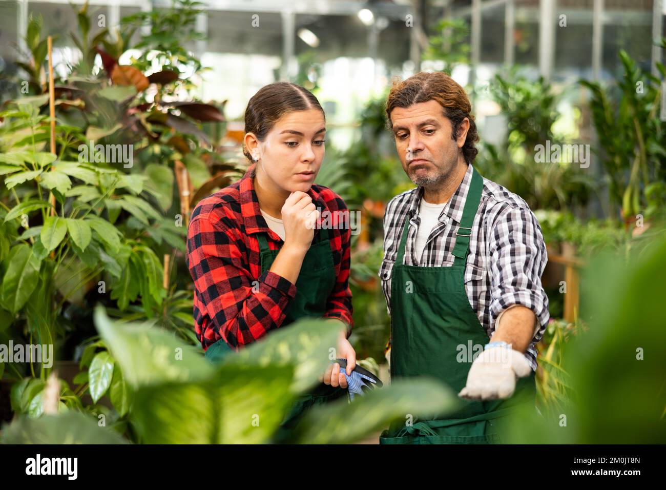 Flower shop workers talking together what flowers to care for Stock ...