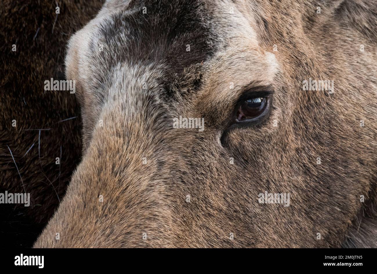 North America; United States; Alaska; Alaska Range Mountains; Wildlife ...
