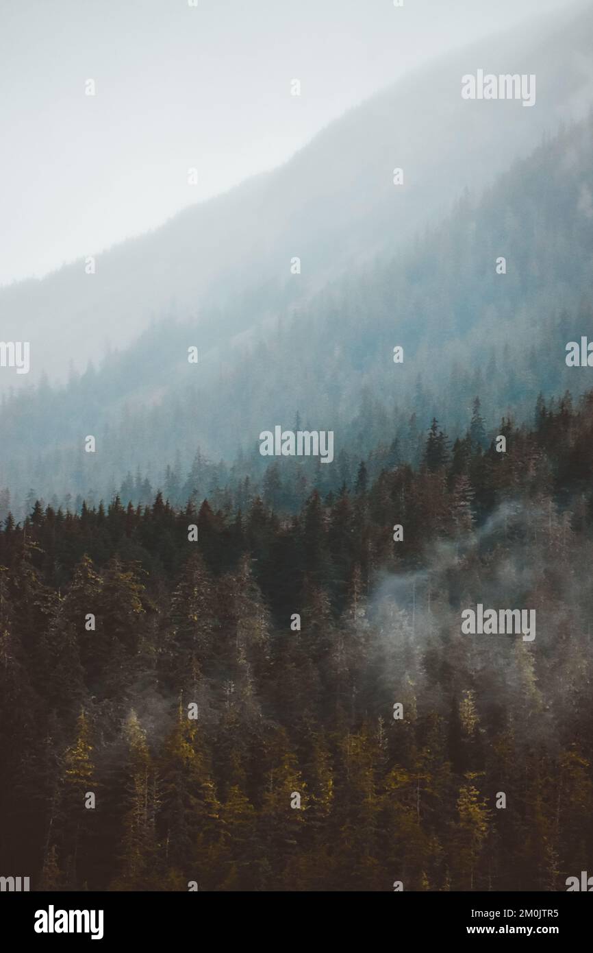 Alaska pine tree forest hi-res stock photography and images - Alamy