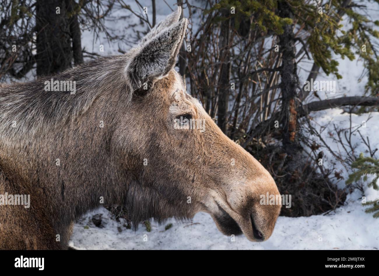 North America; United States; Alaska; Alaska Range Mountains; Wildlife ...