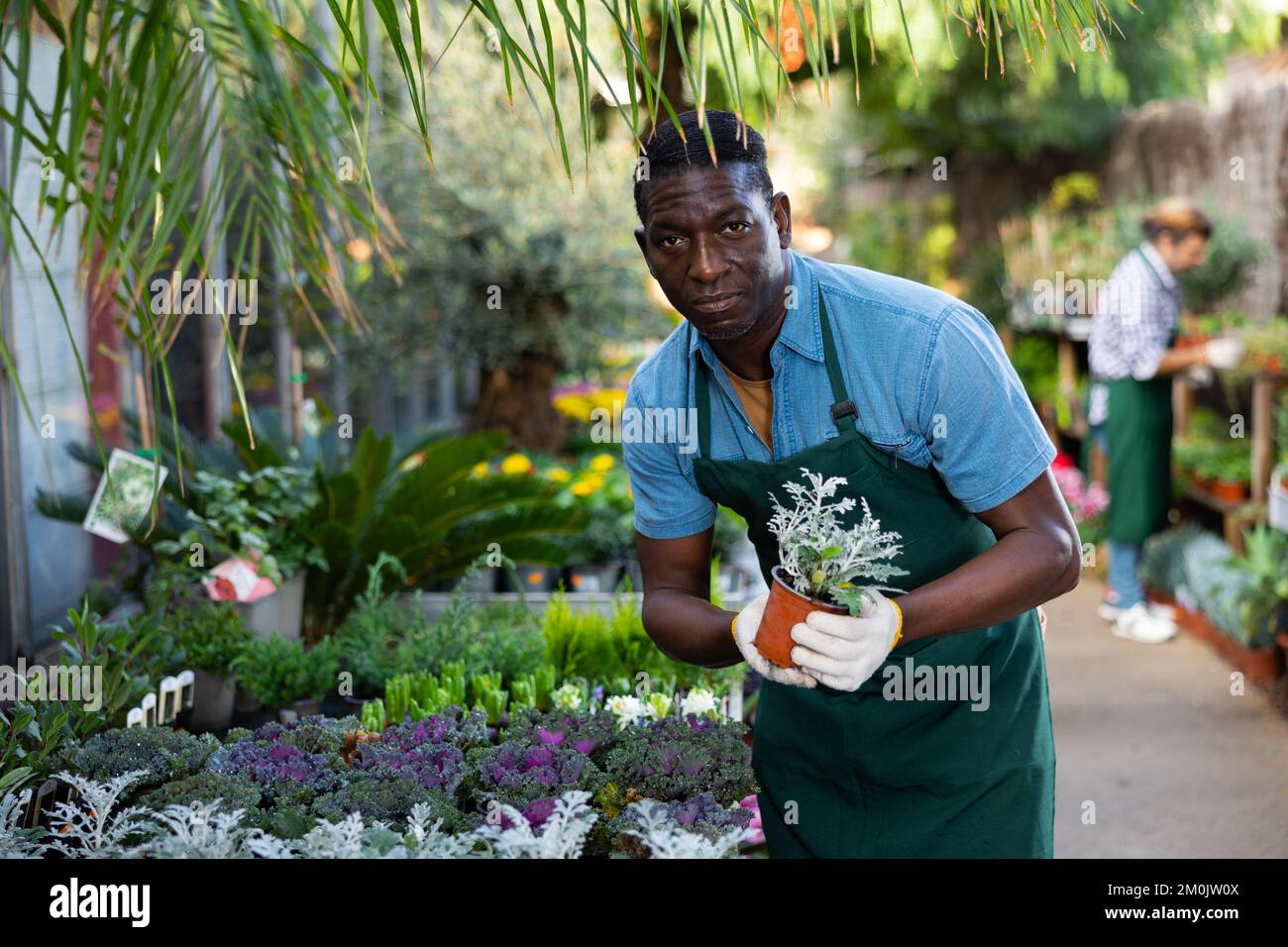 African american man hothouse owner holding pot of cineraria Silver ...