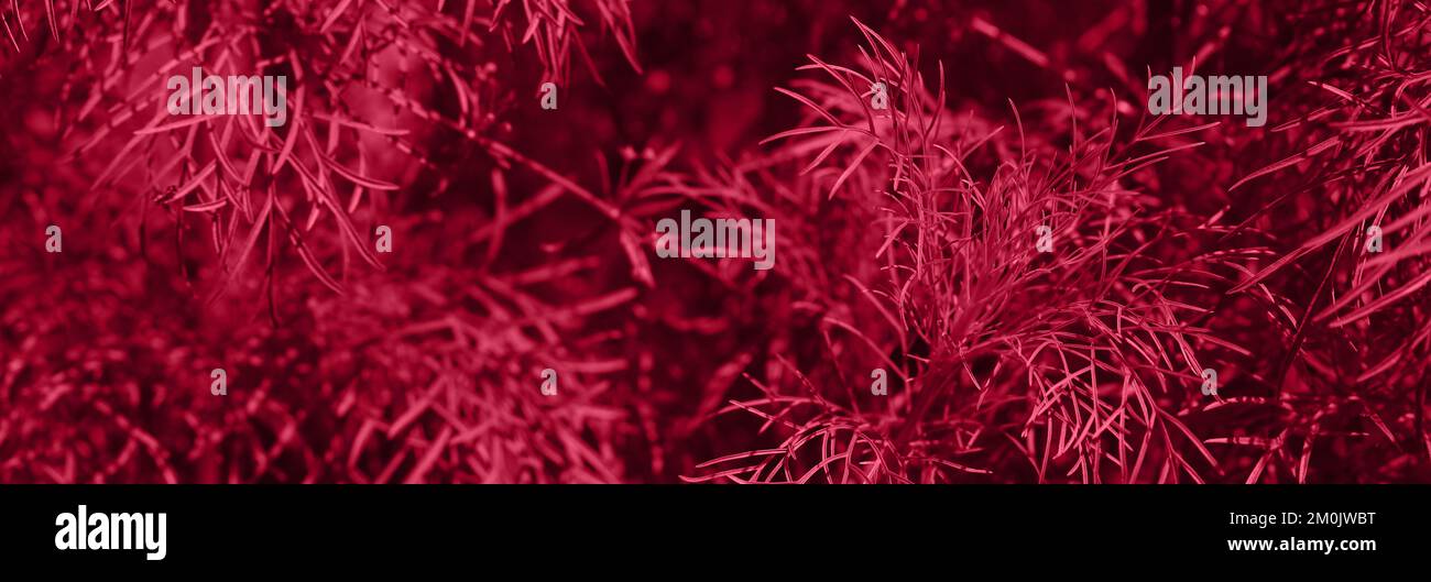Beautiful toned viva magenta floral background. Red foliage texture ...