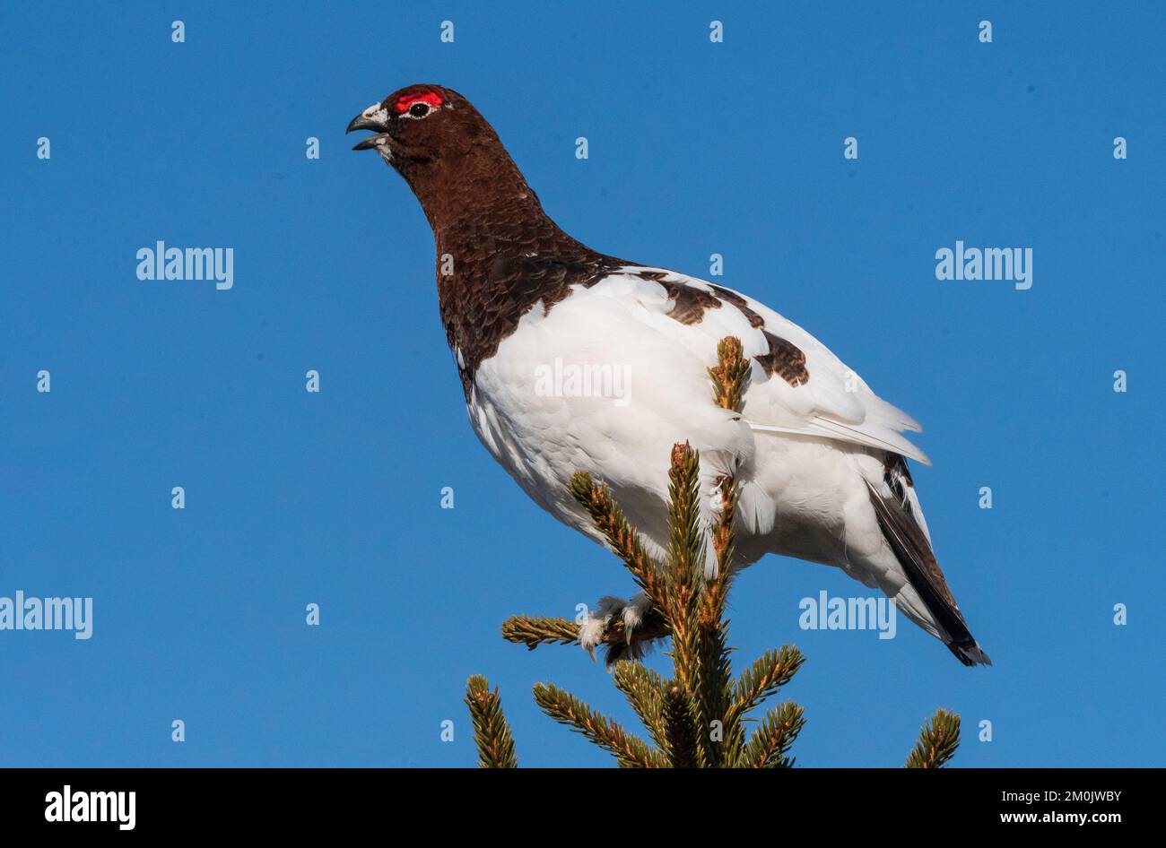 North America; United States; Alaska; Wildlife; Birds; Upland Birds ...