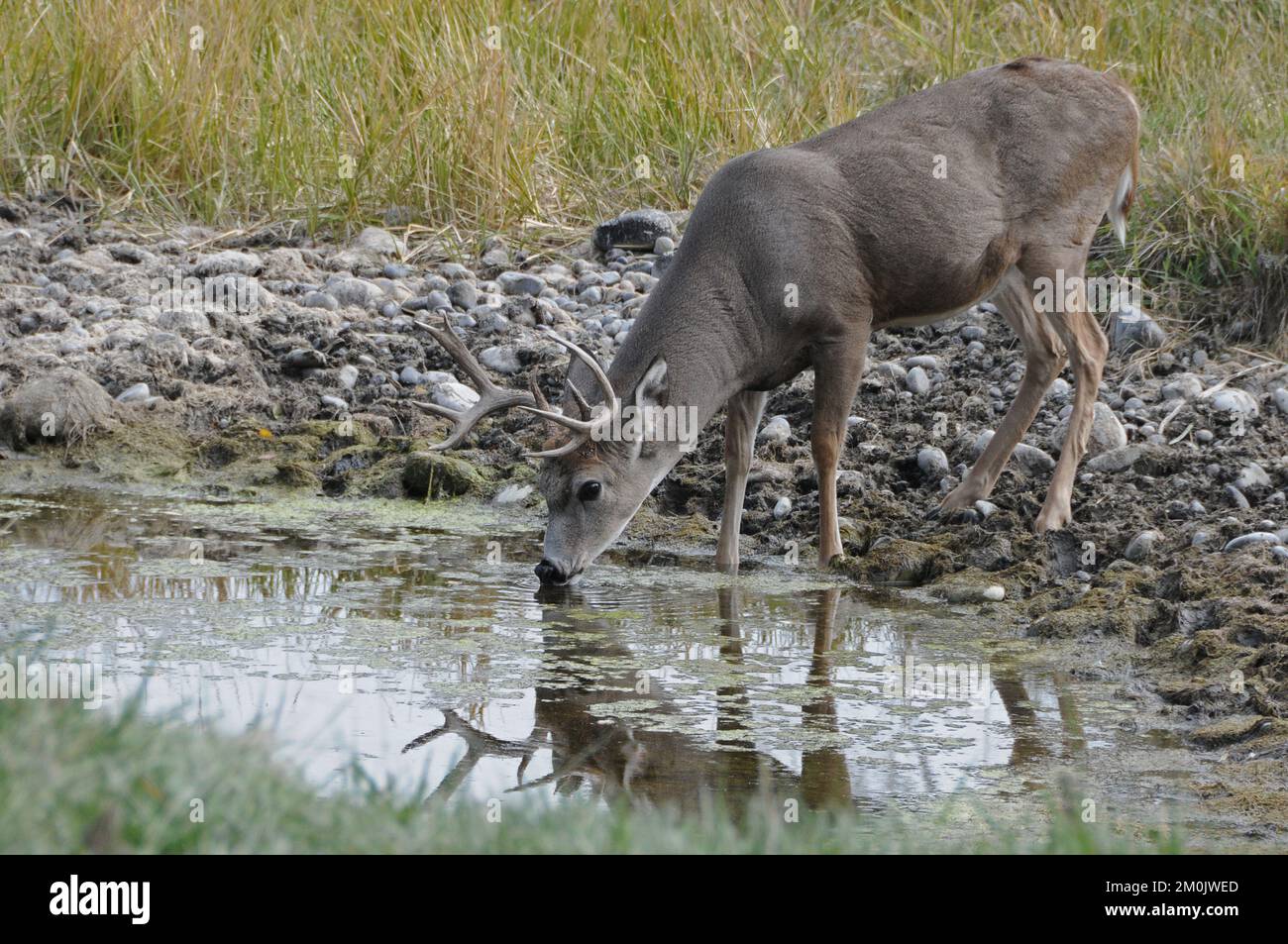 Deer drinking water at creek Stock Photo - Alamy