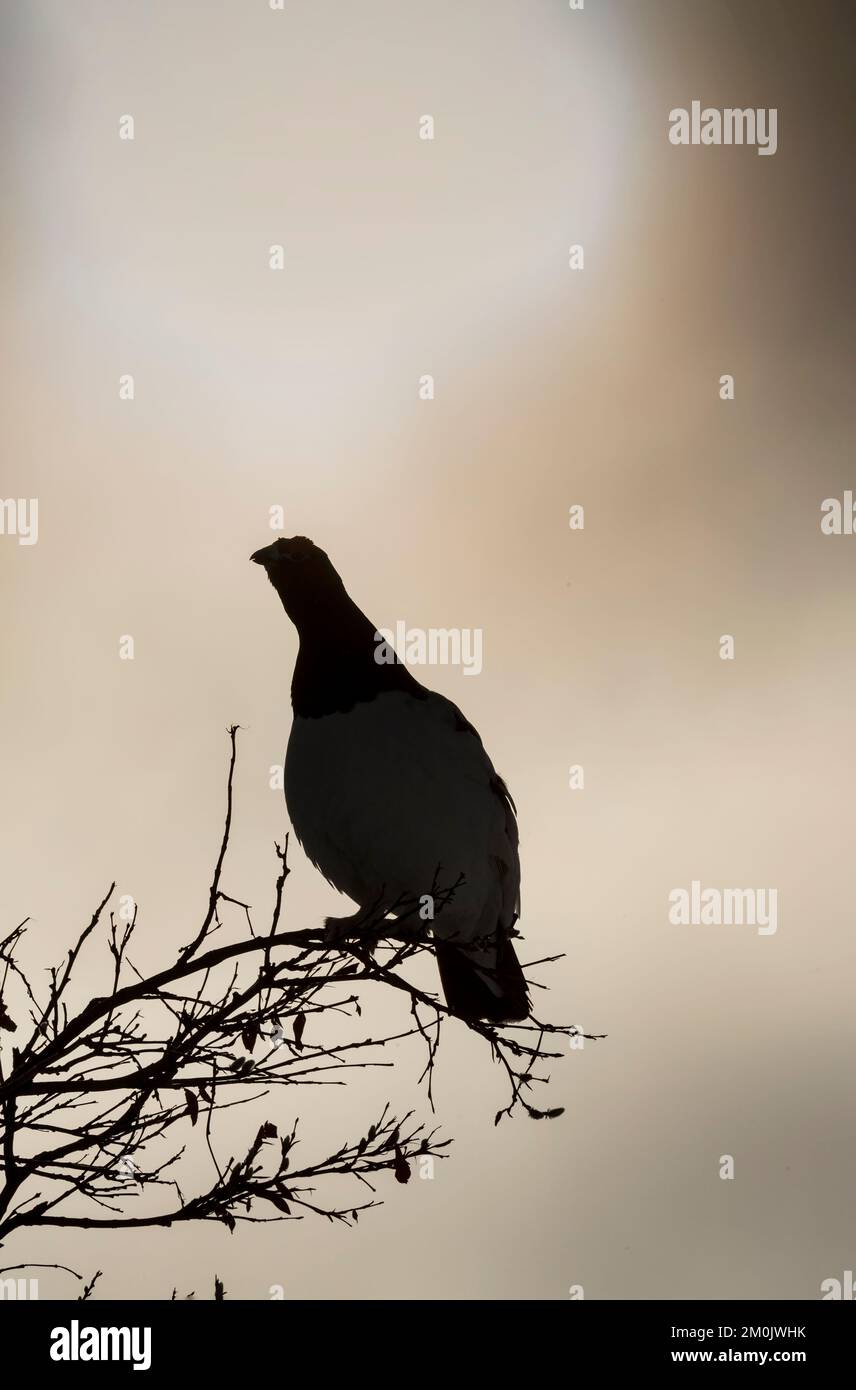 North America; United States; Alaska; Wildlife; Birds; Upland Birds ...