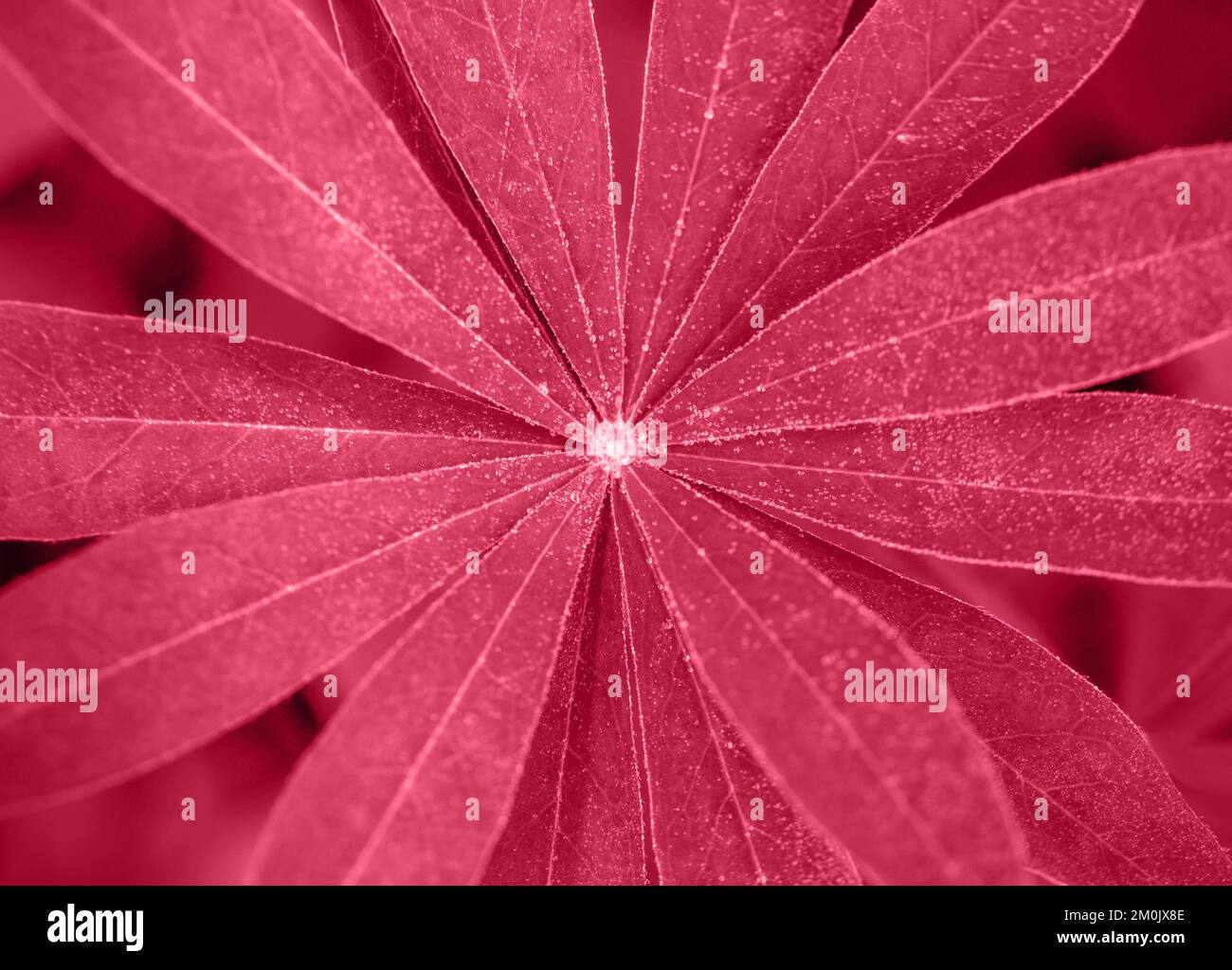 Beautiful red viva magenta lipin leaf close-up. Floral texture and ...