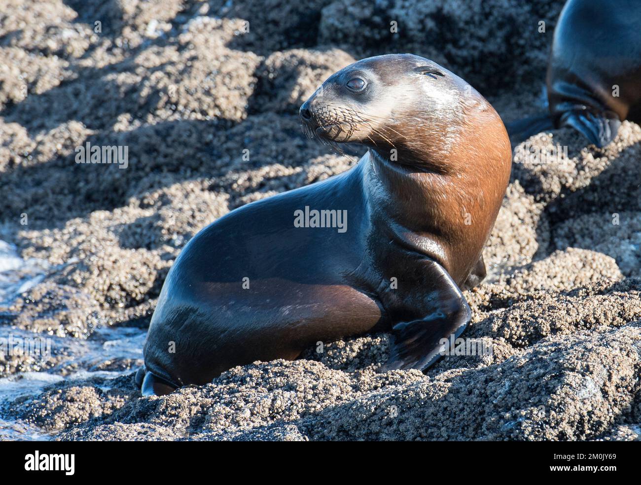 Australian fur seals Stock Photo - Alamy