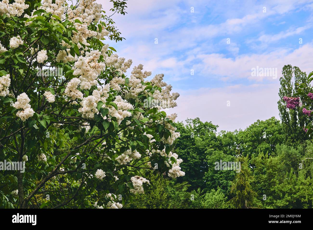 Spring delicate bush of white fragrant lilac, forest park and blue sky ...