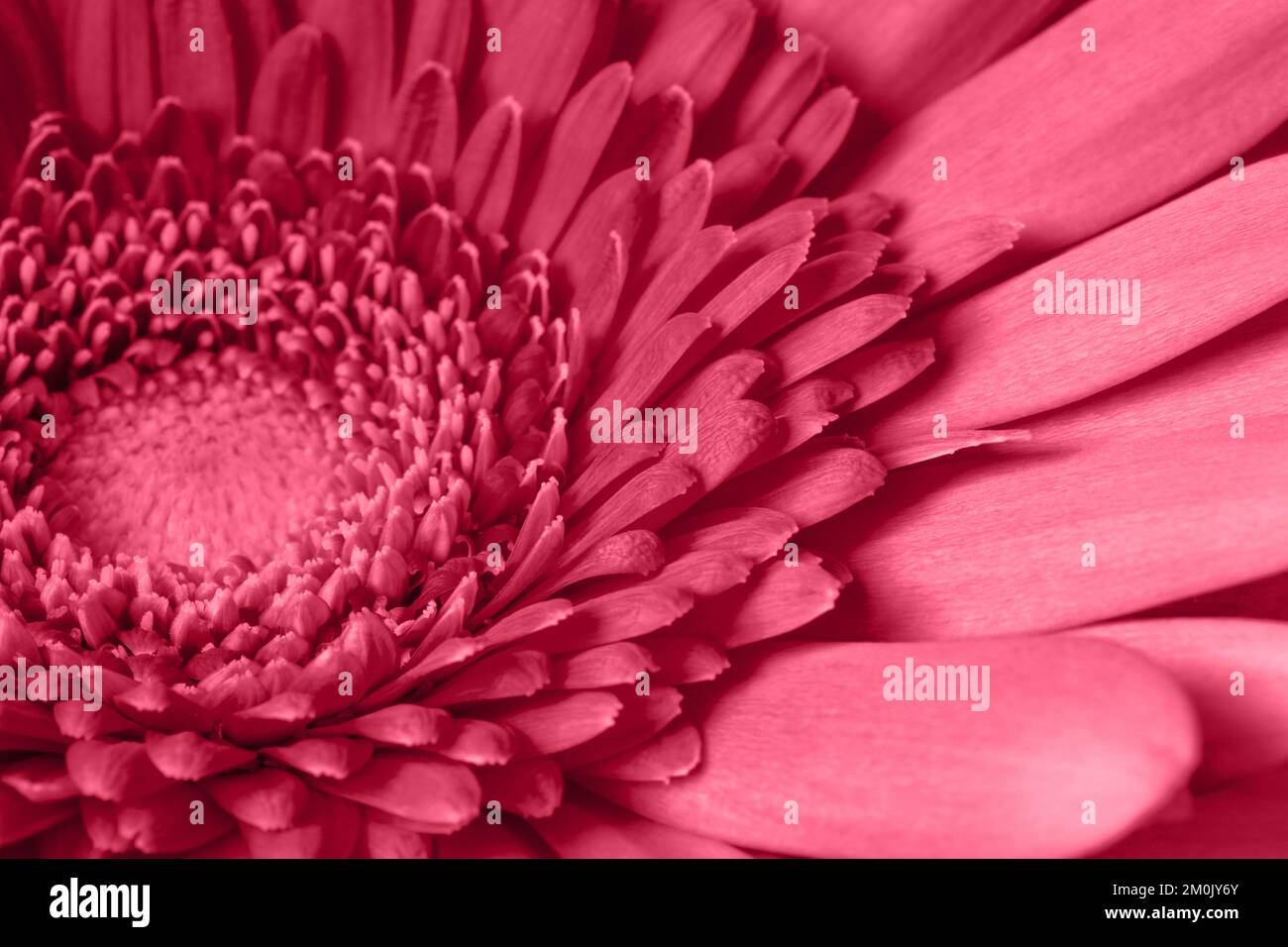 Beautiful pink gerbera background, macro. Color of the year 2023 Viva Magenta. Viva Magenta ...