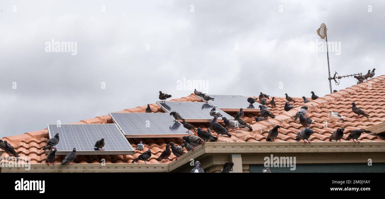 Pigeons poo hi-res stock photography and images - Alamy