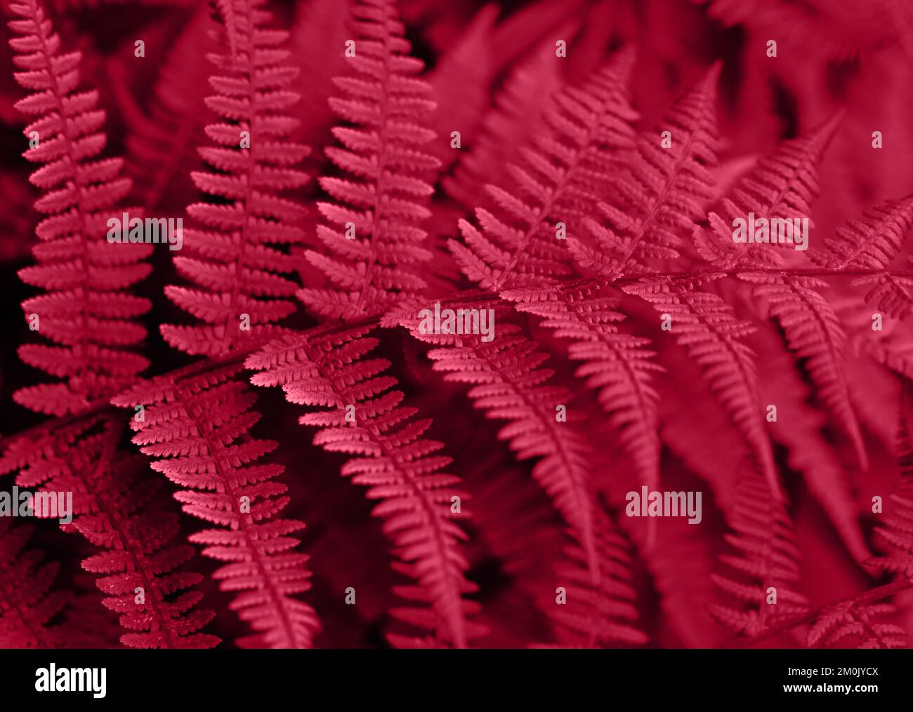 Beautiful red viva magenta fern close up. Floral texture and background ...