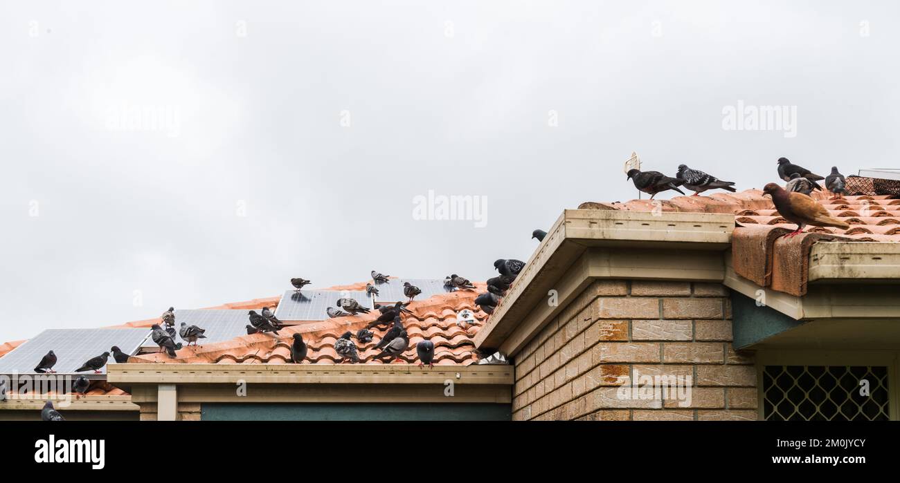 Pigeons poo hi-res stock photography and images - Alamy