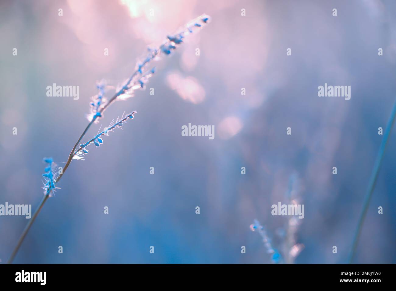 Grass stalks in cold blue tones.Winter nature background.Field grass ...