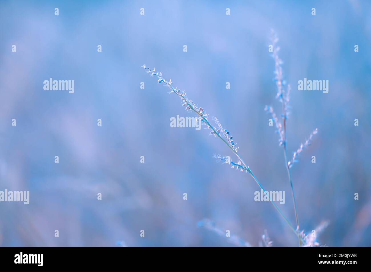 Grass stalks in blue tones.Winter nature background.Field grass stems ...