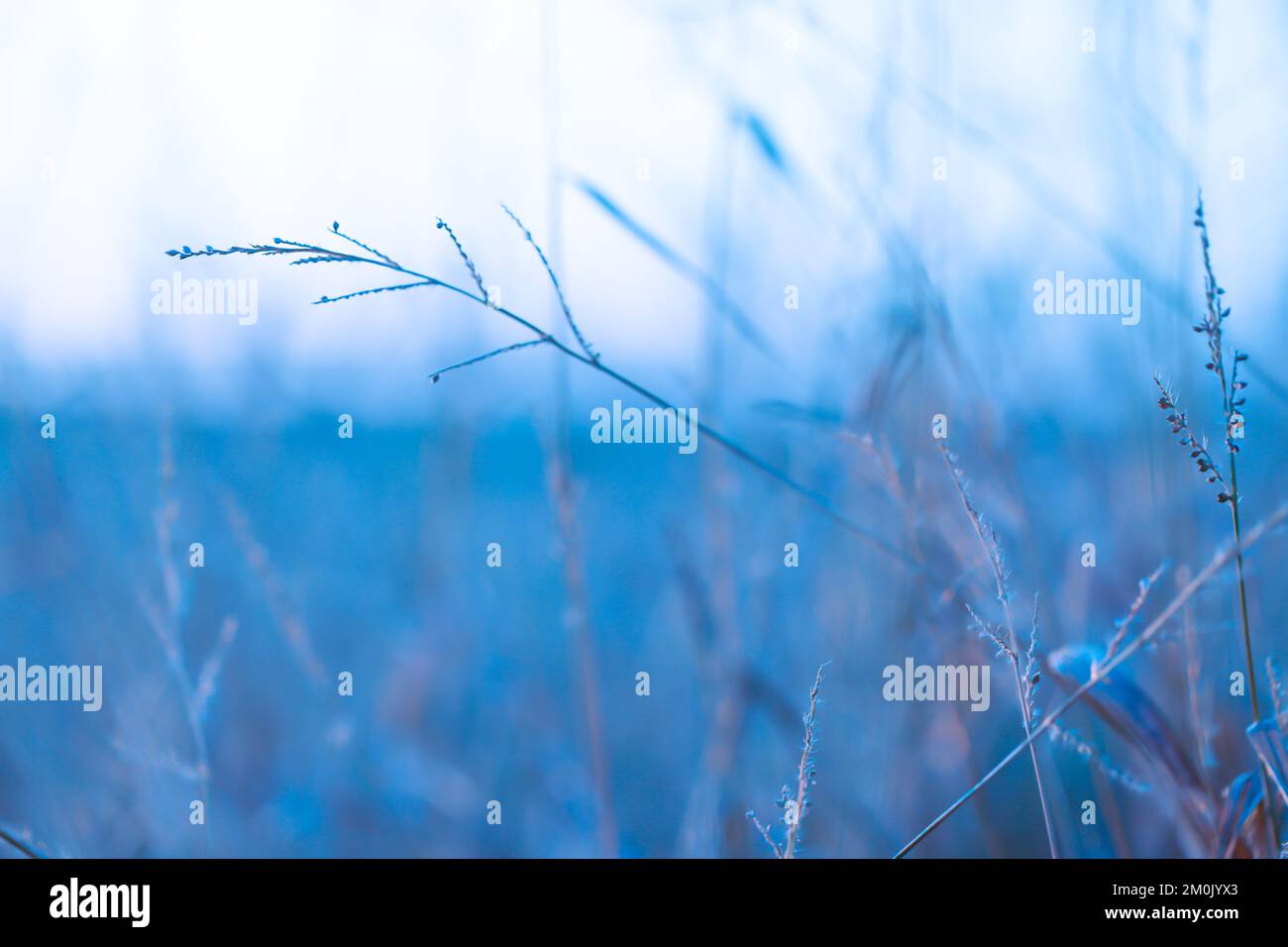 Grass in cold blue tones. Winter nature background.Field grass stems ...