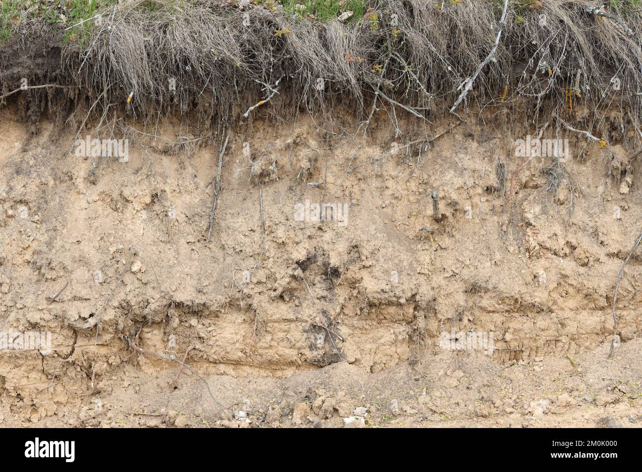 Abrupt bank of a river showing layers of plants, soil, sand, clay and ...