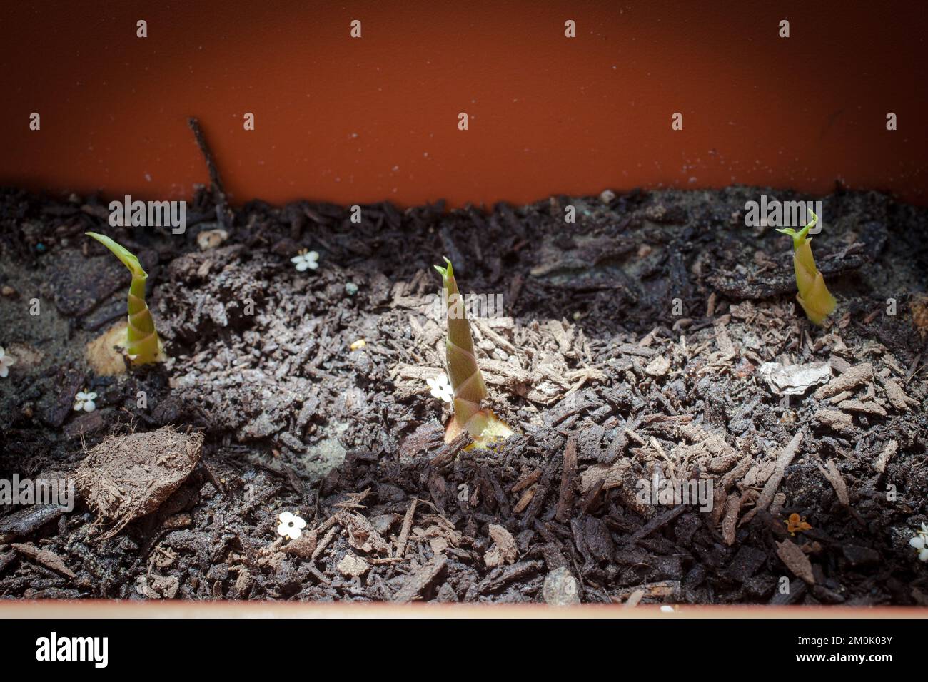 Root Ginger Plants (Zingiber officinale) growing in a flower-pot on my ...