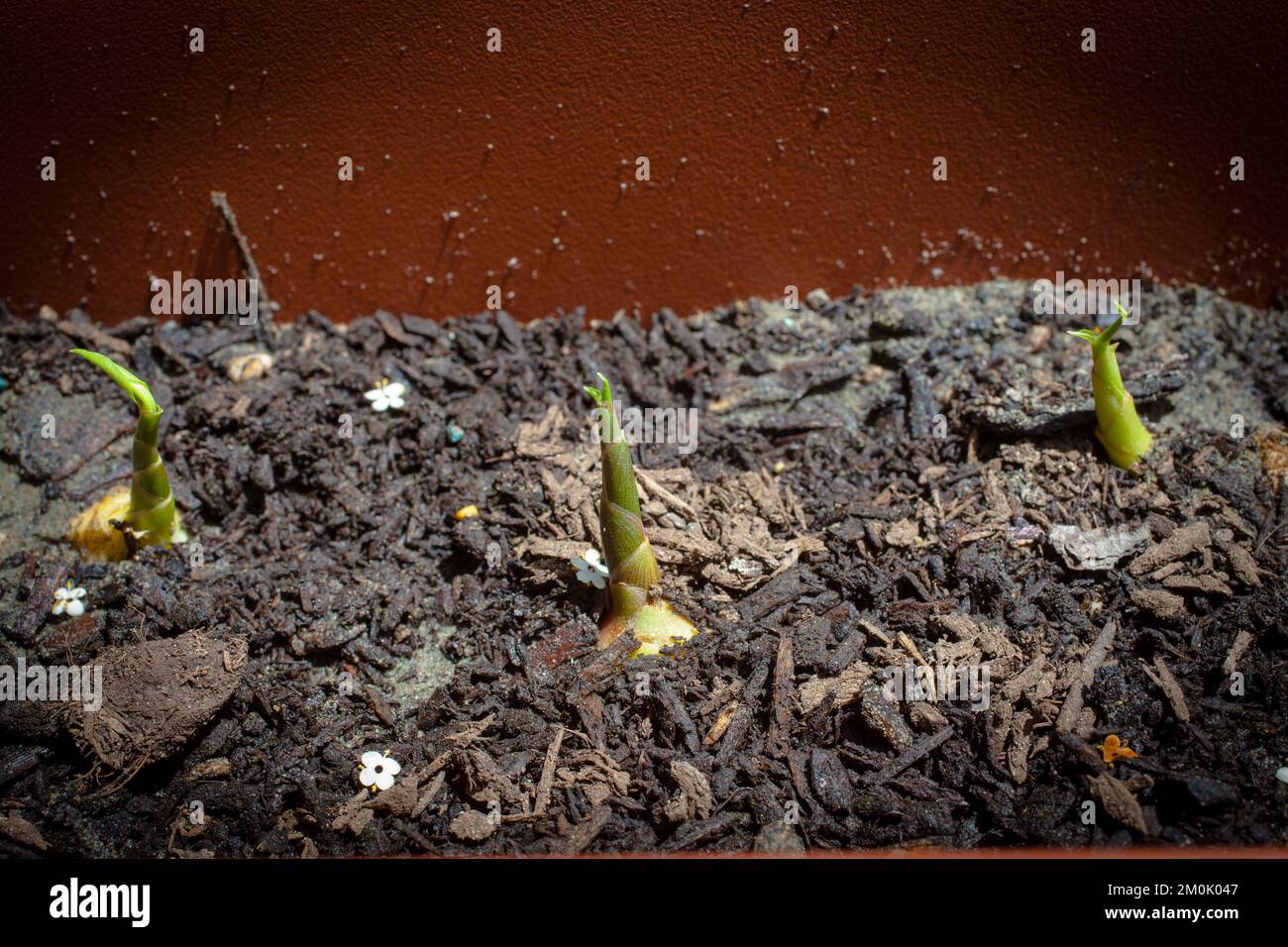 Root Ginger Plants (Zingiber officinale) growing in a flower-pot on my ...