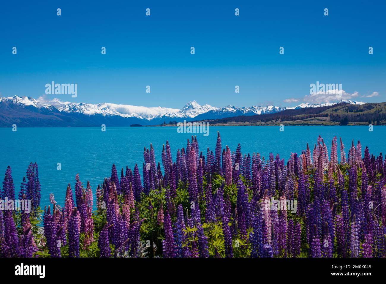 A Look at Life in New Zealand. The wonderful Lupins, Lake Pukaki, Mount ...