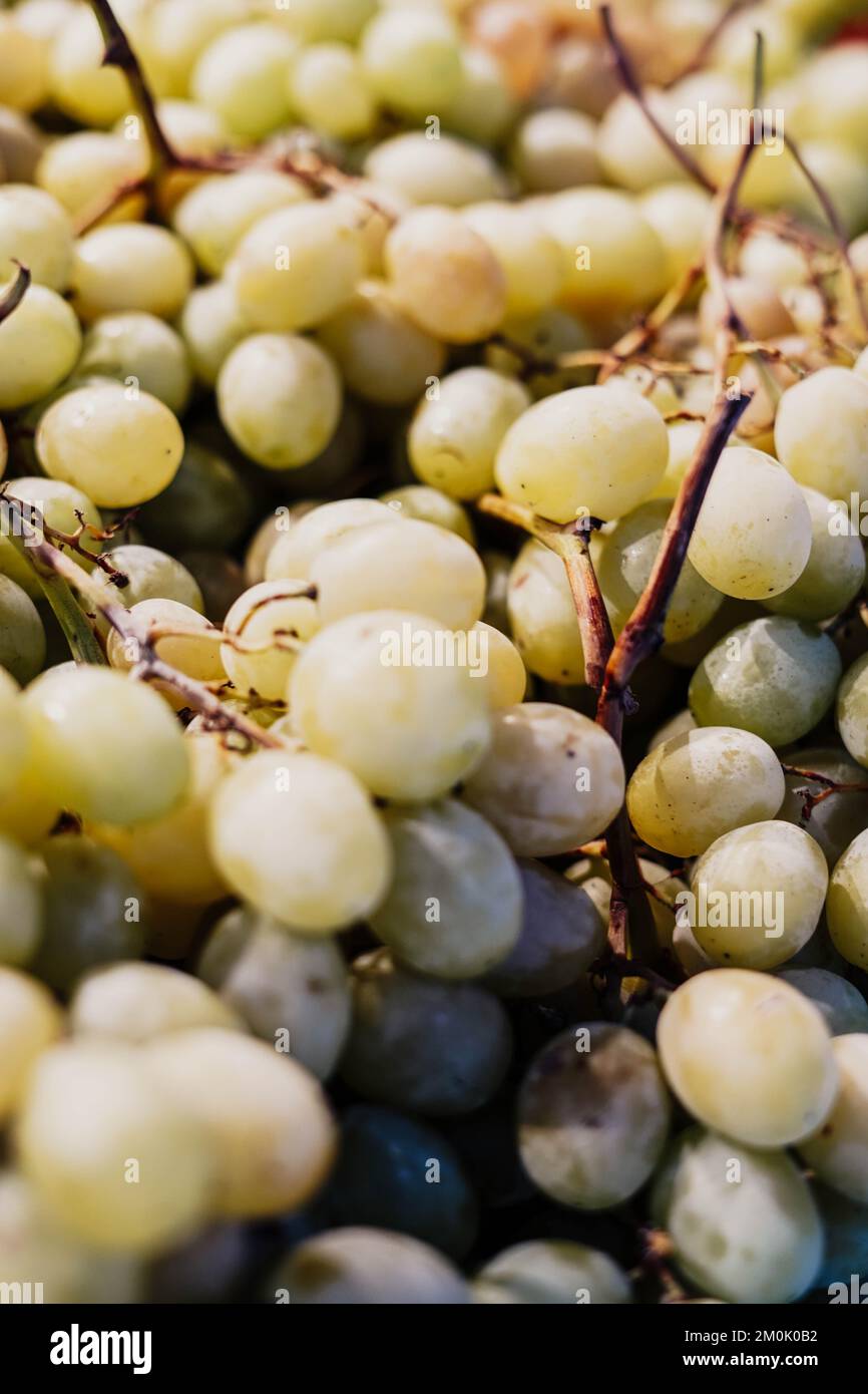 Grapes fermentation italy hi-res stock photography and images - Alamy