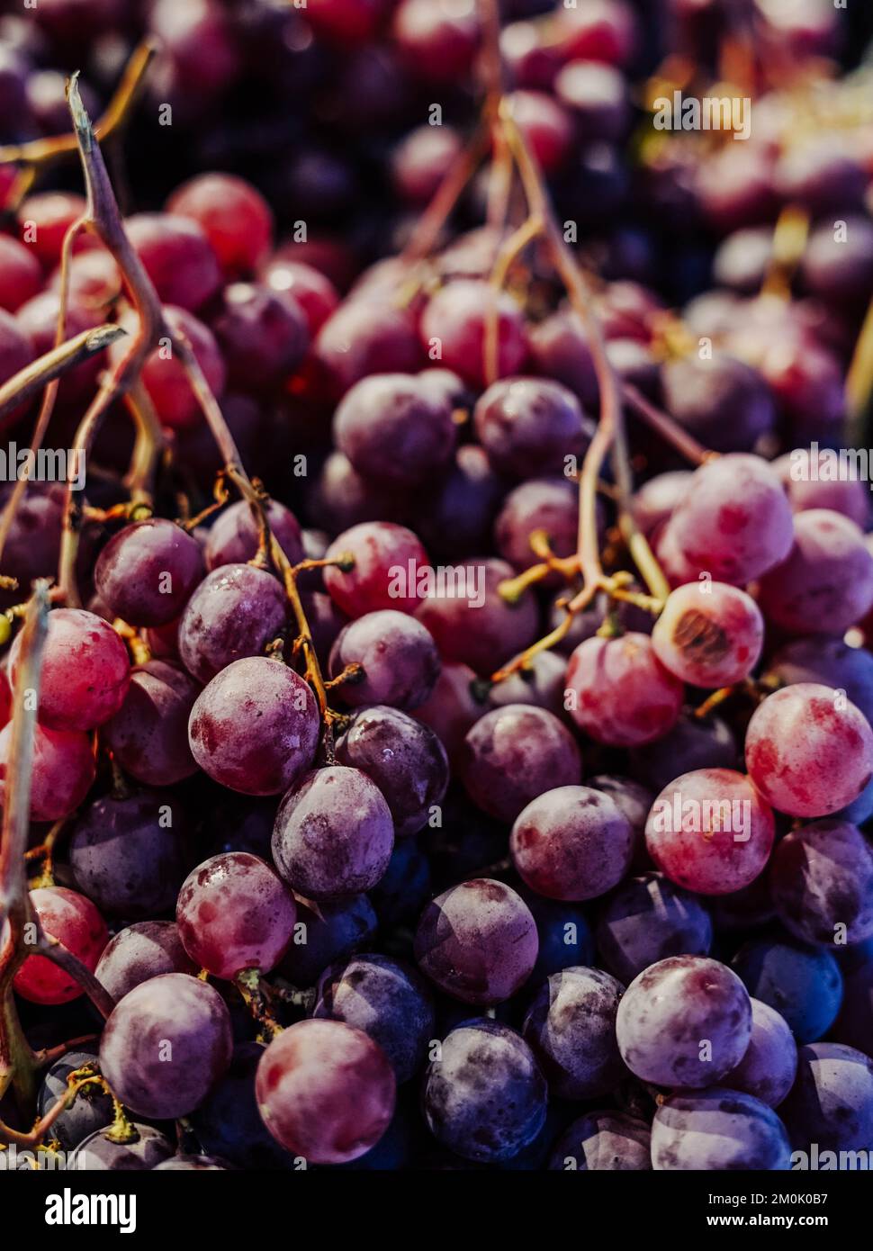Grapes fermentation italy hi-res stock photography and images - Alamy
