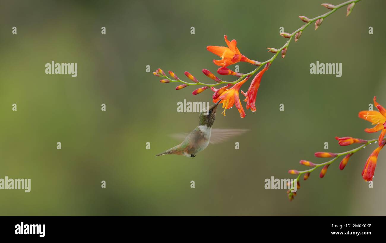 a volcano hummingbird feeding on an orange crocosima flower Stock Photo ...