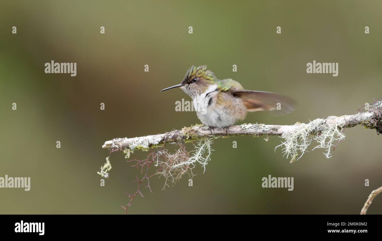 female volcano hummingbird flapping its wings while perched on a branch ...