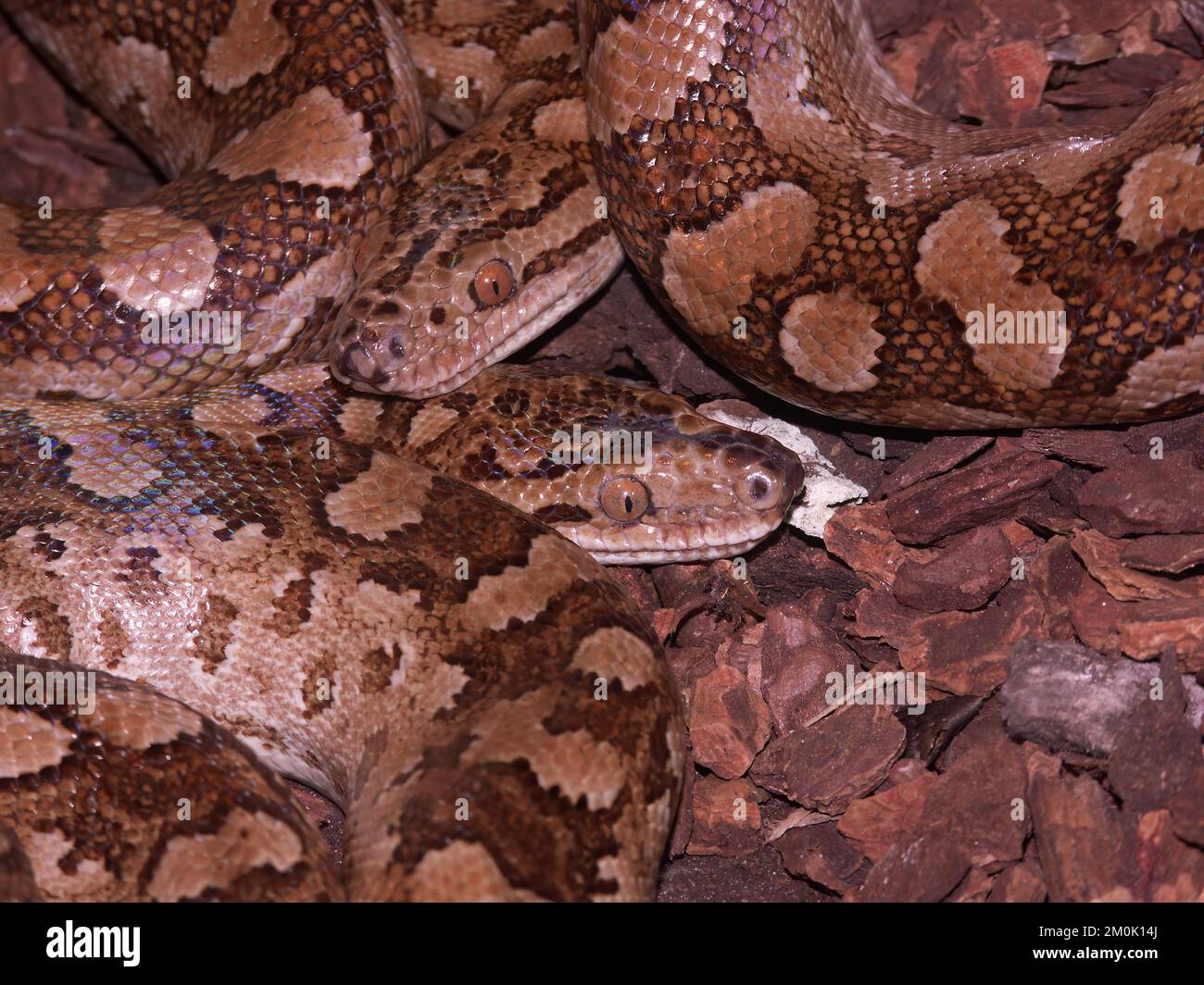 A closeup of scary Argentinian rainbow boas slithering on the ground ...