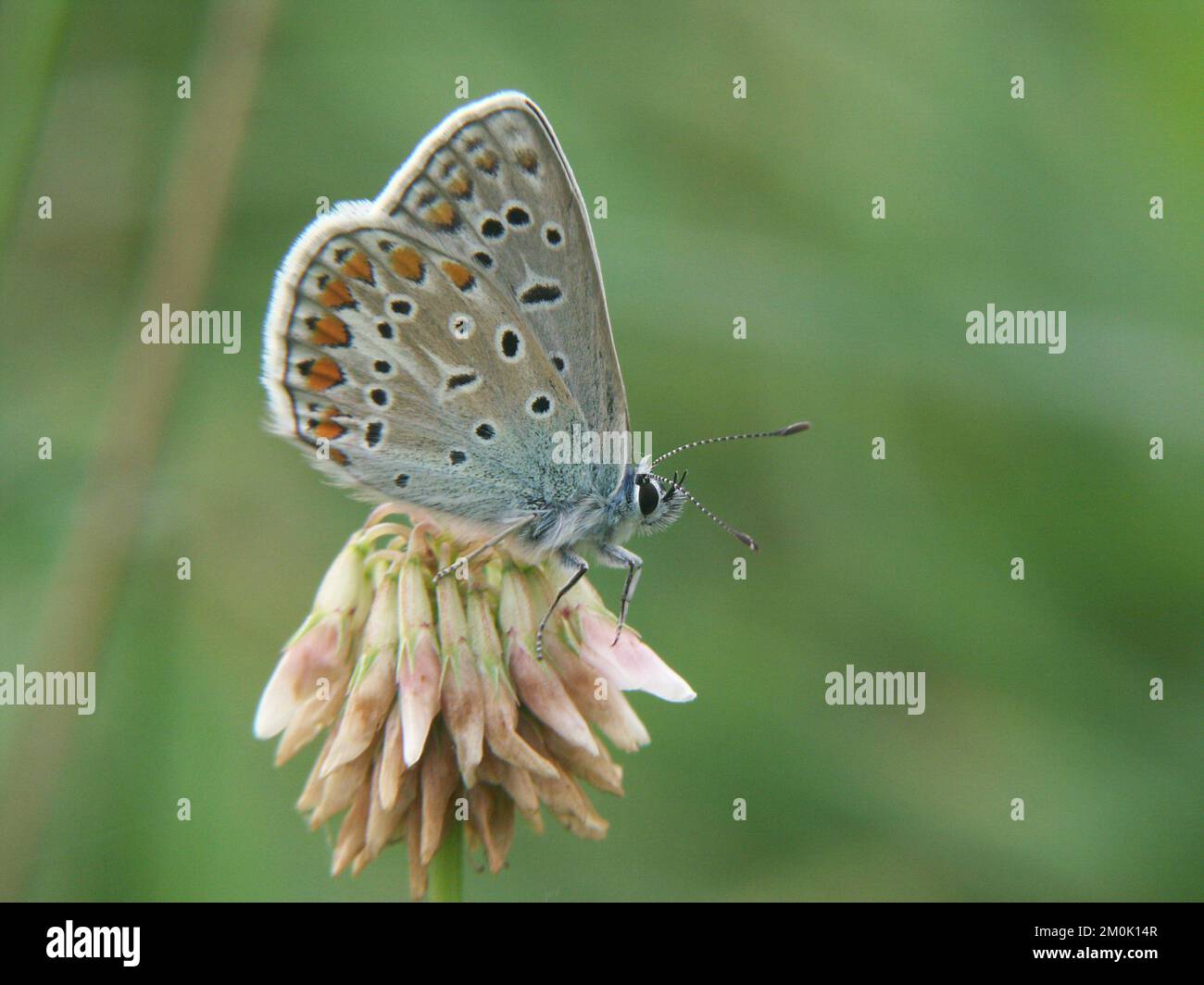 A closeup of a beautiful Icarus blue butterfly with gorgeous patterned ...