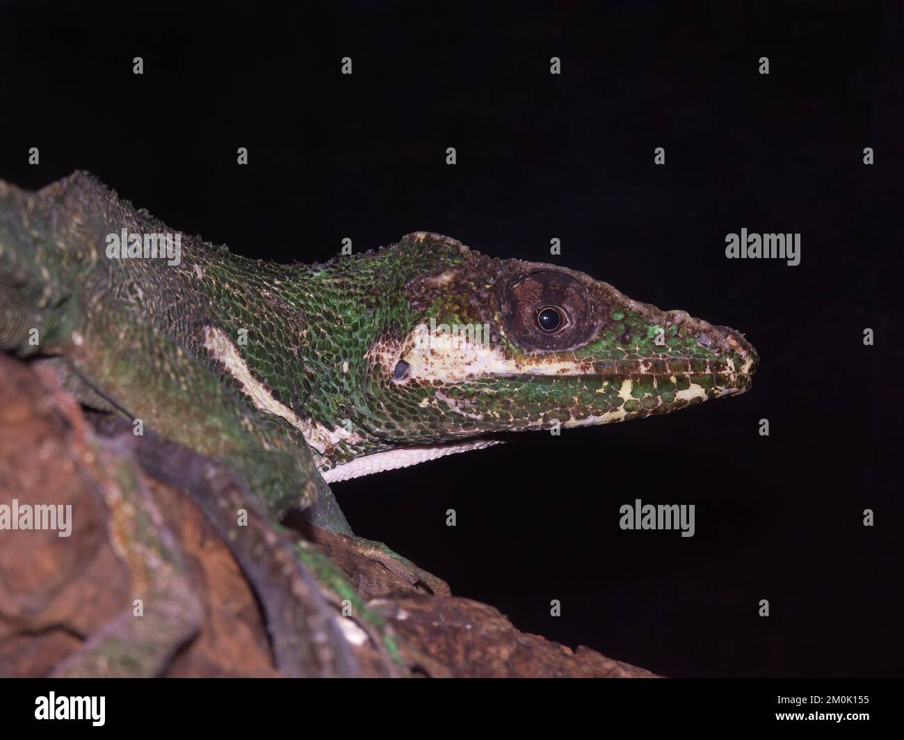 A closeup of a Cuban giant anole looking around in the darkness of a ...