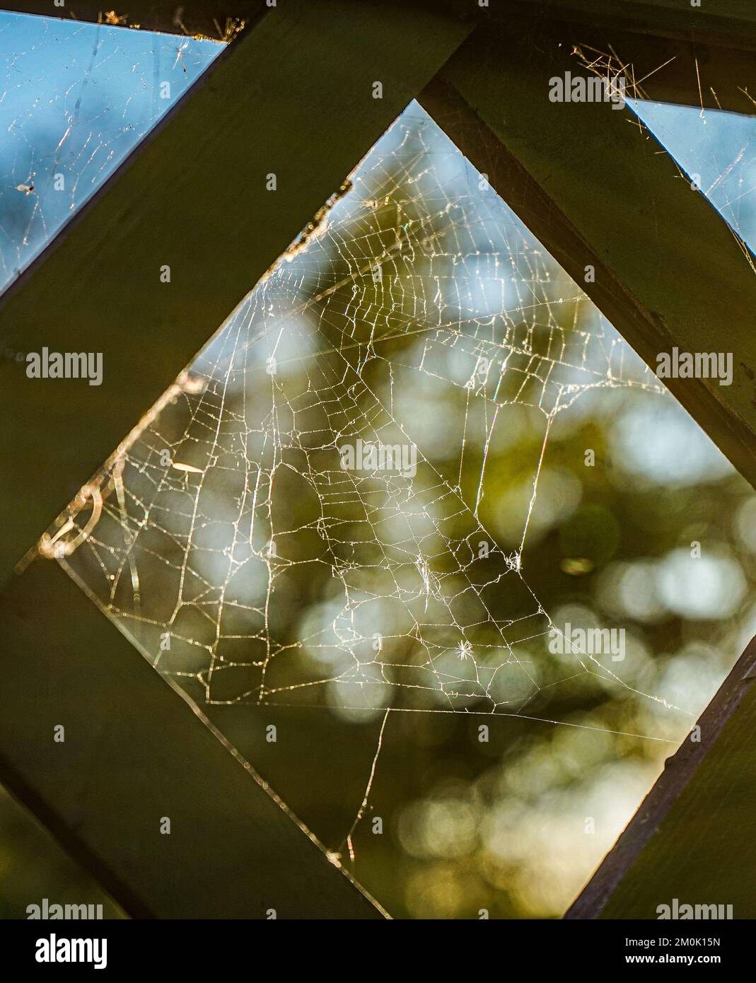 Spiderweb symmetry hi-res stock photography and images - Alamy