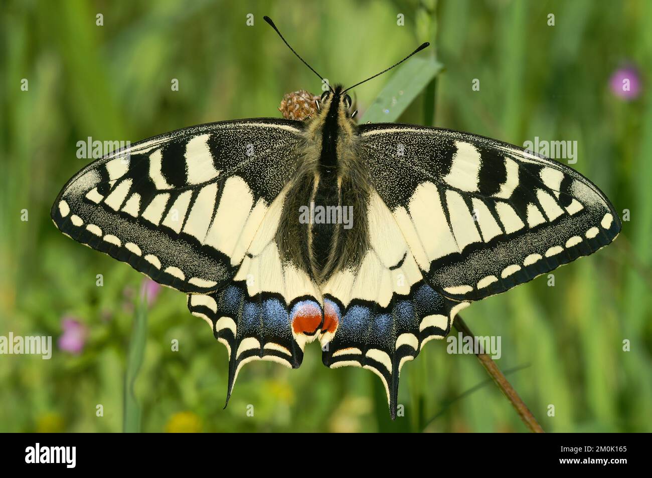 A closeup of a breathtaking European swallowtail butterfly with huge ...