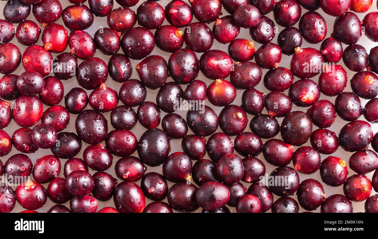 Tropical berry of the coastal corozo - Bactris guineensis Stock Photo ...