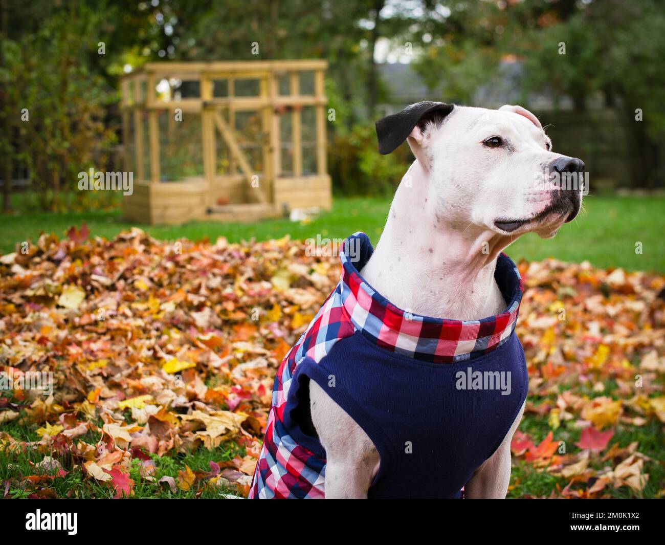 Dogs Wearing Clothes In The Fall Leaves Stock Photo - Alamy