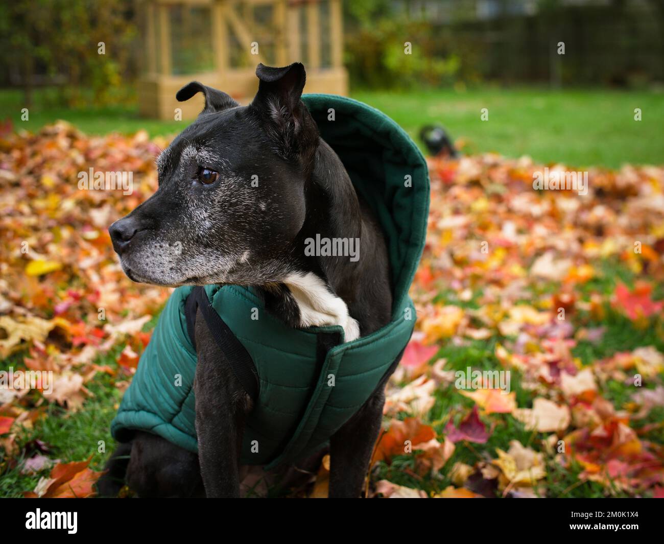 Dogs Wearing Clothes In The Fall Leaves Stock Photo - Alamy