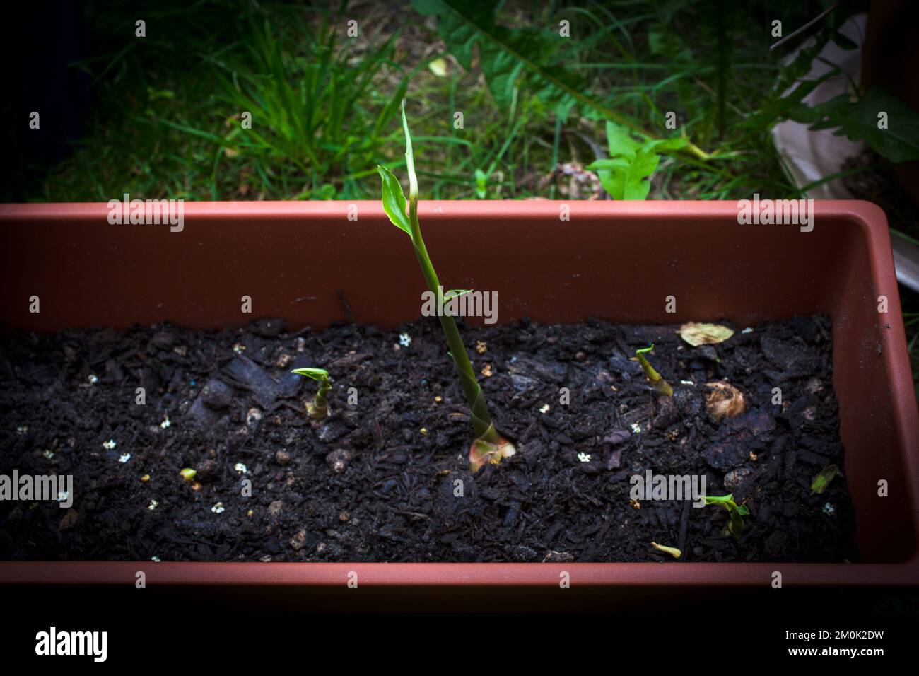 Root Ginger Plants (Zingiber officinale) growing in a flower-pot on my ...