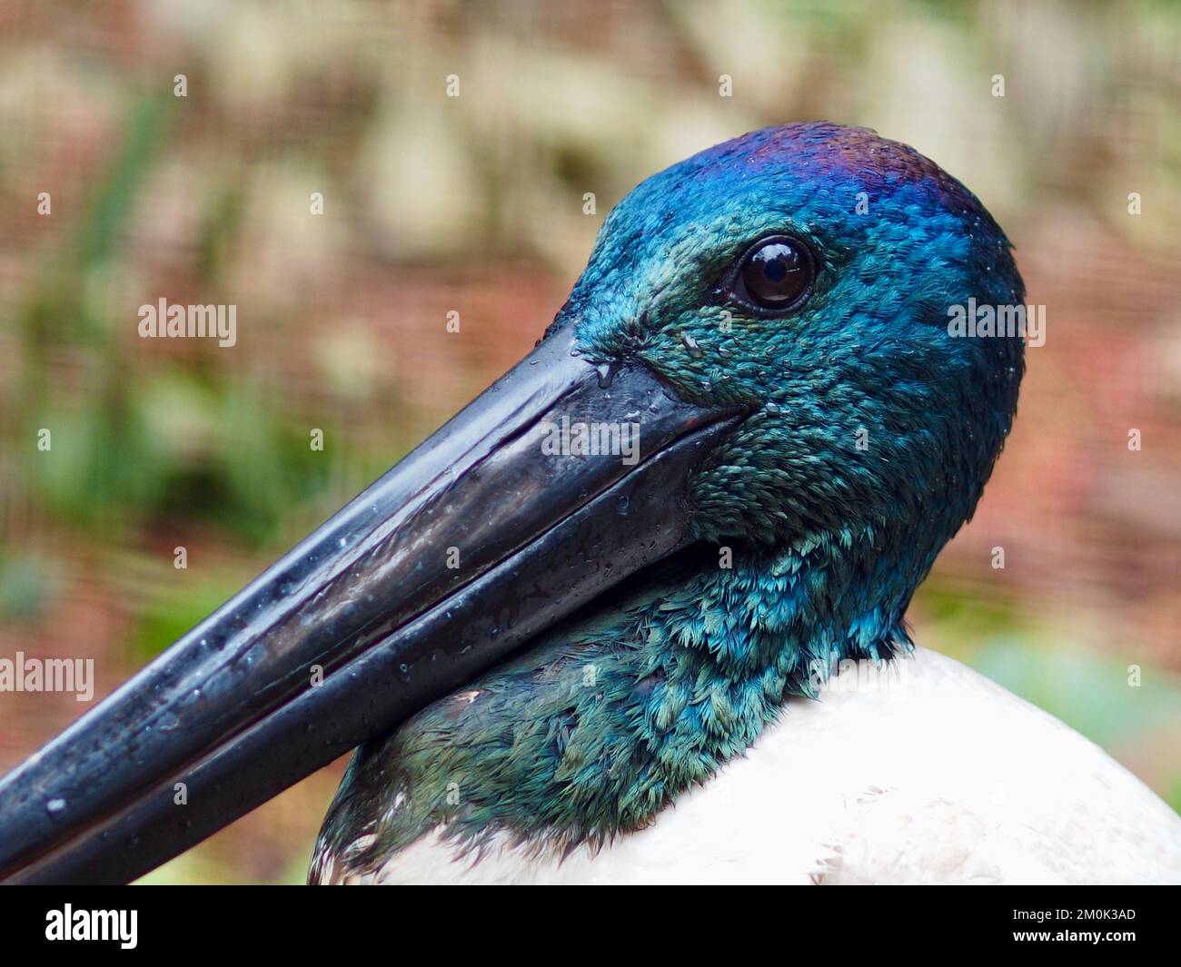 A closeup portrait of a extraordinary regal male Black-necked Stork in ...