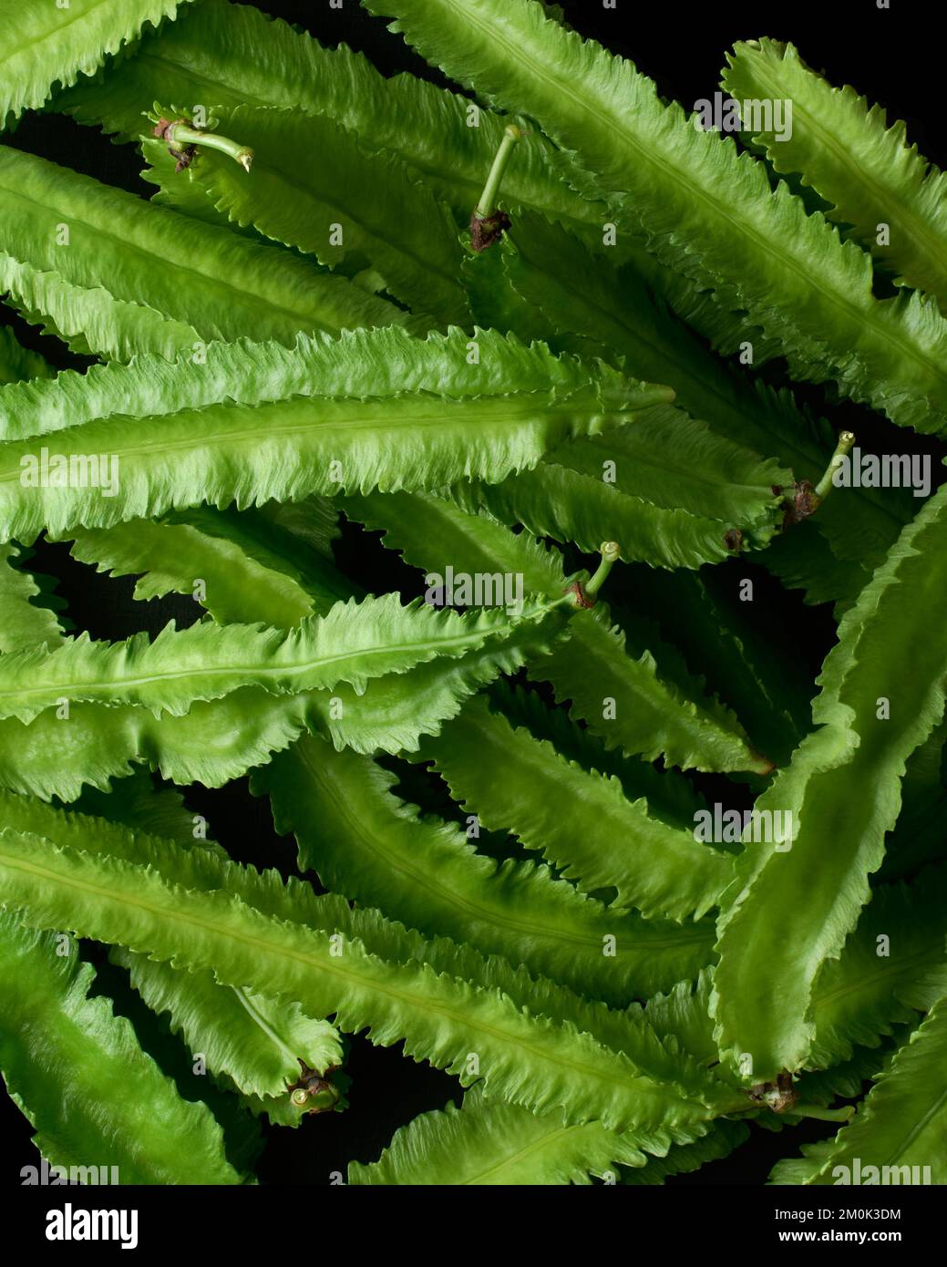 close-up view of winged beans, also known as cigarillas, manila or four ...