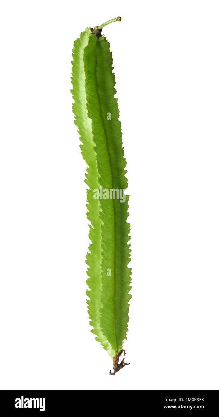 isolated single winged bean, also known as cigarillas, manila or four ...