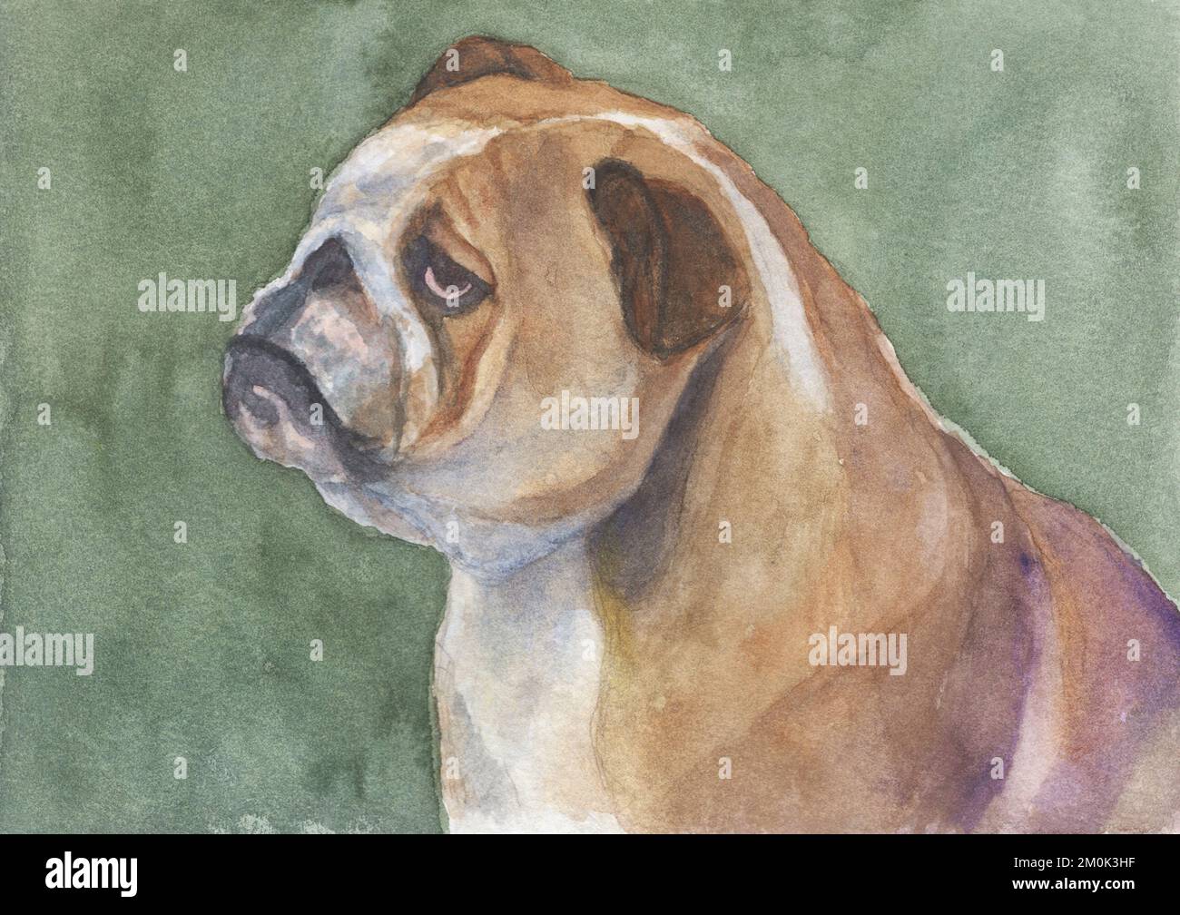 Watercolor over graphite on paper hi-res stock photography and images ...