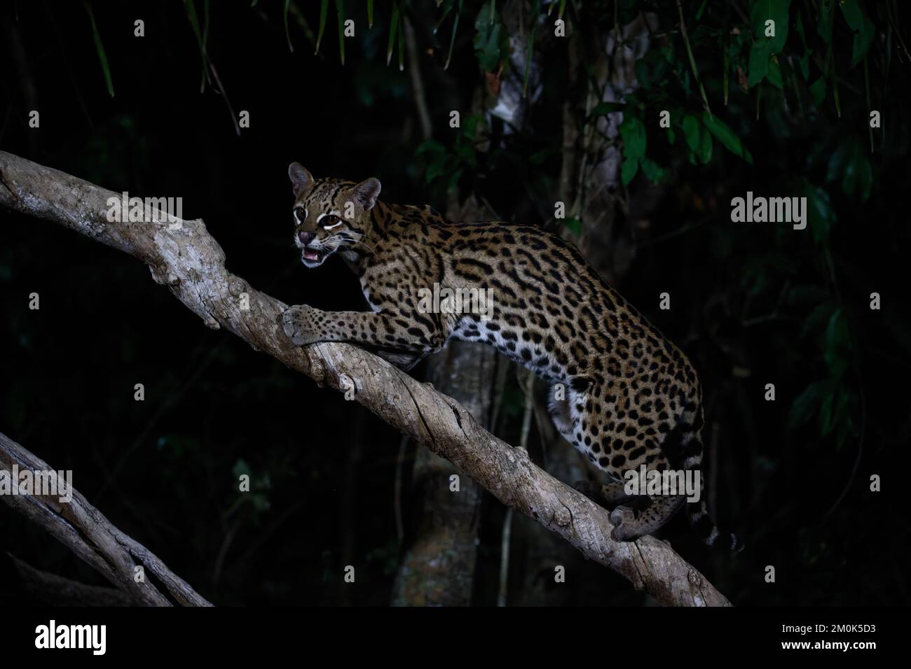 Ocelot climbing up a steeply inclined tree branch at night -Pantanal ...
