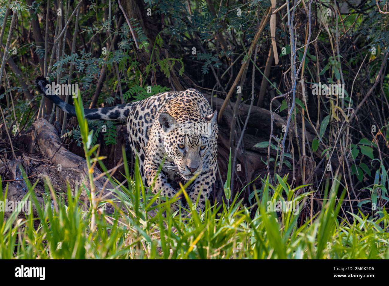 Jaguar slinking through the jungle in the Pantanal face on Stock Photo ...