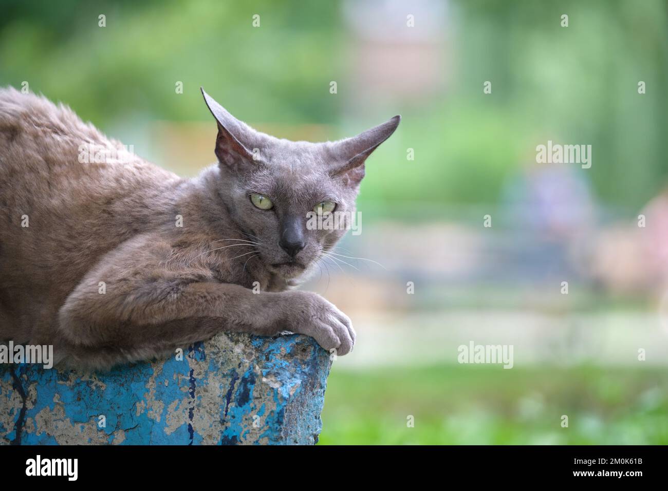 Big gray angry looking Sphinx breed stray cat resting on steet outdoors ...