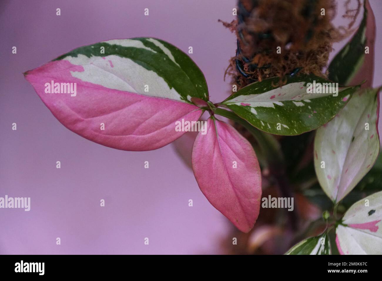 Stunning pink, white and green variegated leaves of Syngonium Red Spot ...