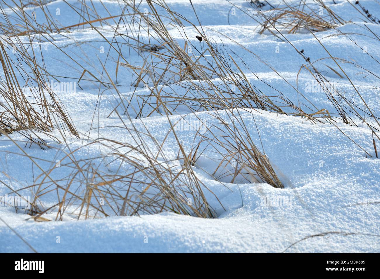 Closeup of snow covered dry grass in winter. Frozen dead wild plants ...
