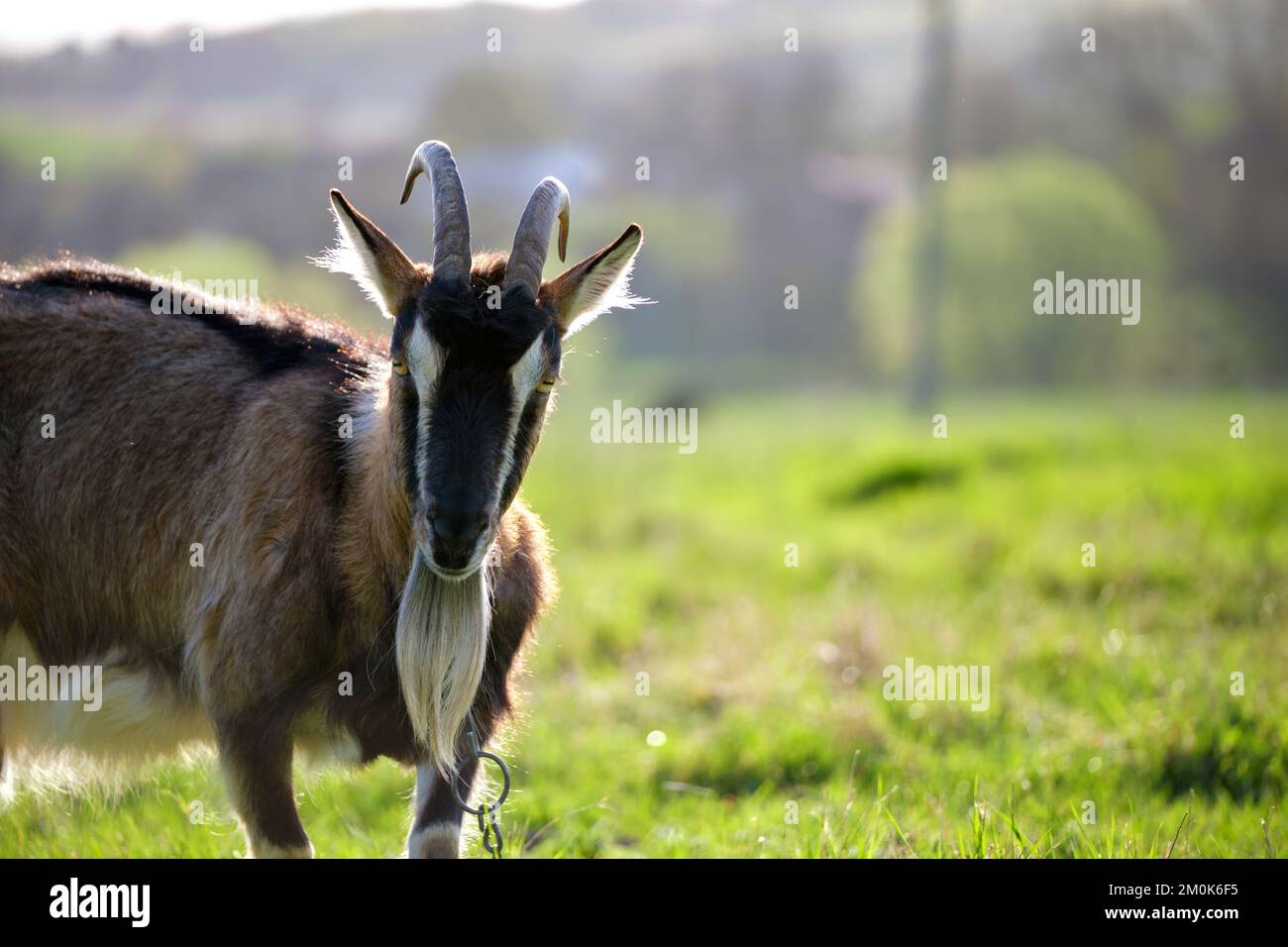 Domestic milk goat with long beard and horns grazing on green farm ...