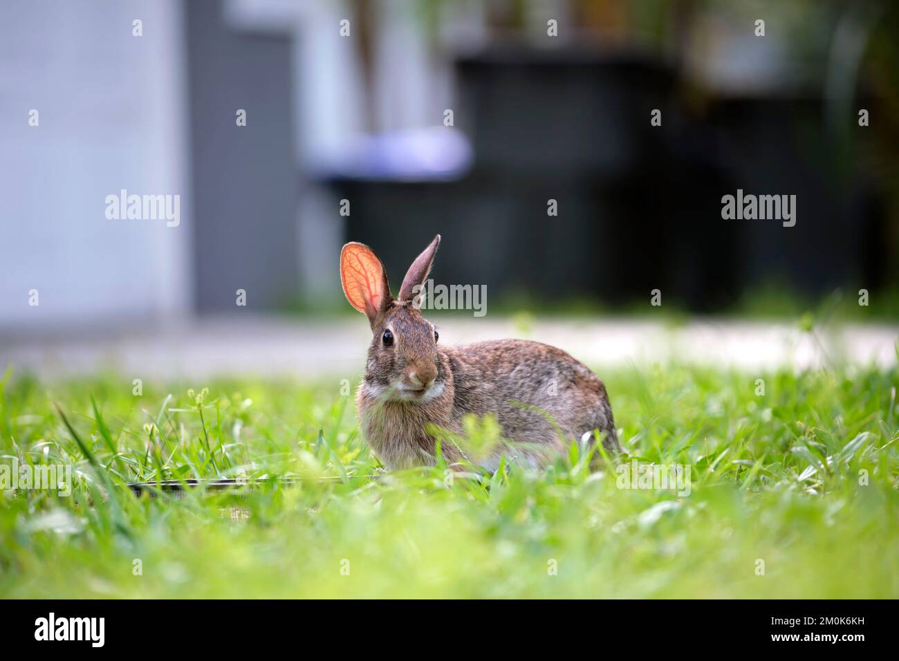 Grey small hare eating grass on summer field. Wild rabbit in nature ...