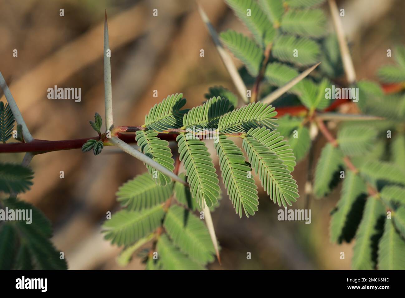 Gum arabic tree, Vachellia nilotica, Acacia nilotica, Babul, Thorn ...